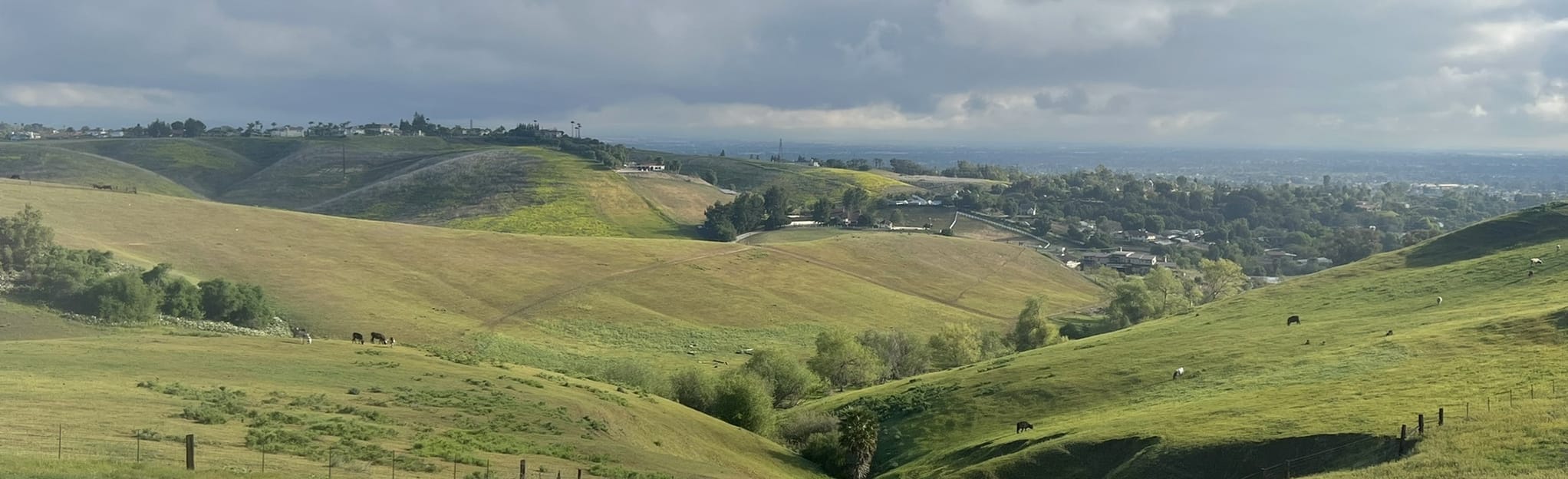 Helen McCoy Loop: Eucalyptus Trail: 2,168 Reviews, Map - California ...