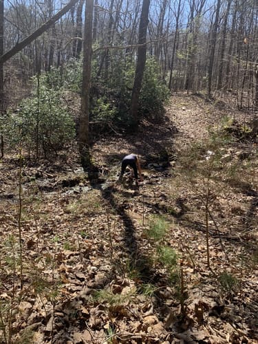 Best Hikes and Trails in Mountain Longleaf National Wildlife Refuge ...