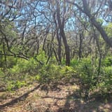 Coastal Anclote Trail, Florida - 239 Reviews, Map | AllTrails