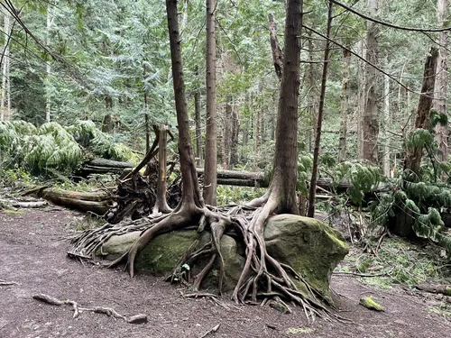 Best Lake Trails in Larrabee State Park | AllTrails