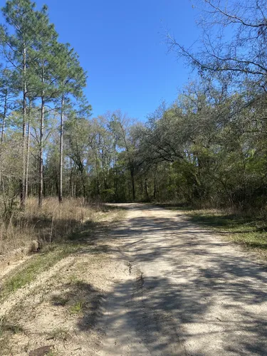 Best Hikes and Trails in Ochlockonee River Wildlife Management Area ...