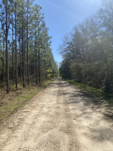 Best Hikes and Trails in Ochlockonee River Wildlife Management Area ...