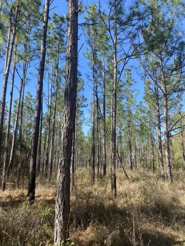 Best Hikes and Trails in Ochlockonee River Wildlife Management Area ...