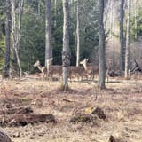 Pendleton Point Overlook, West Virginia - 197 Reviews, Map | AllTrails