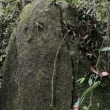 Bukit Ulu Choh, Johor, Malaysia - 14 Reviews, Map | AllTrails