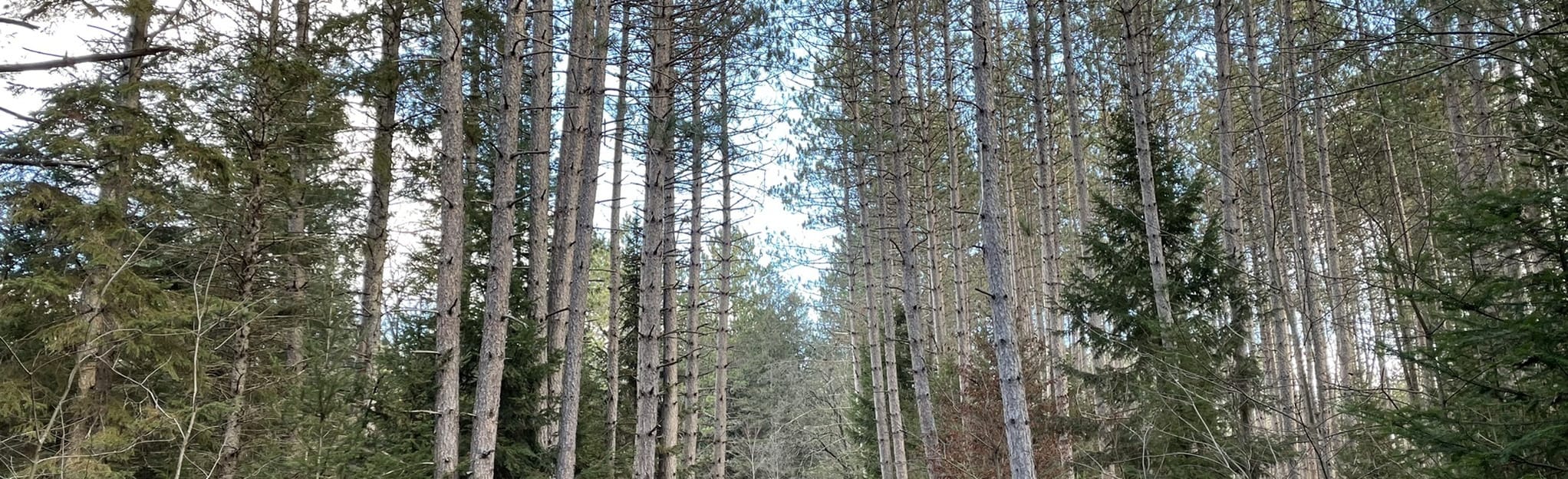 Dahl Forest Loop, Ontario, Canada - 64 Reviews, Map | AllTrails