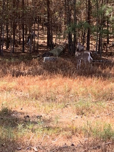 Best Hikes and Trails in Dellinger Park | AllTrails