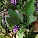 Windolph Landing Preserve Trail, Pennsylvania - 95 Reviews, Map | AllTrails