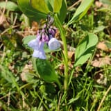 Windolph Landing Preserve Trail, Pennsylvania - 95 Reviews, Map | AllTrails