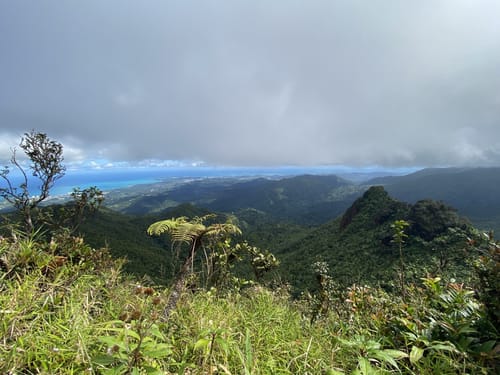 Best 10 Hikes and Trails in El Yunque National Forest | AllTrails