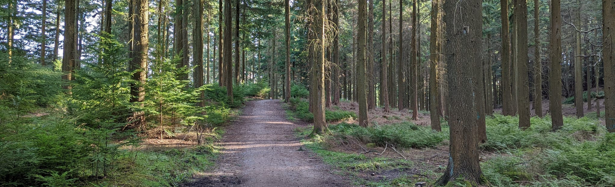 Mid Holmwood to Redlands Wood Circular, Surrey, England - 30 Reviews ...