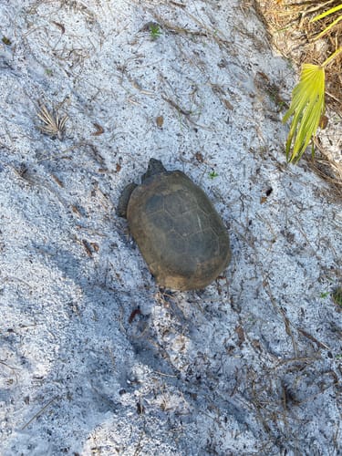 Best Hikes and Trails in Shell Creek Preserve | AllTrails