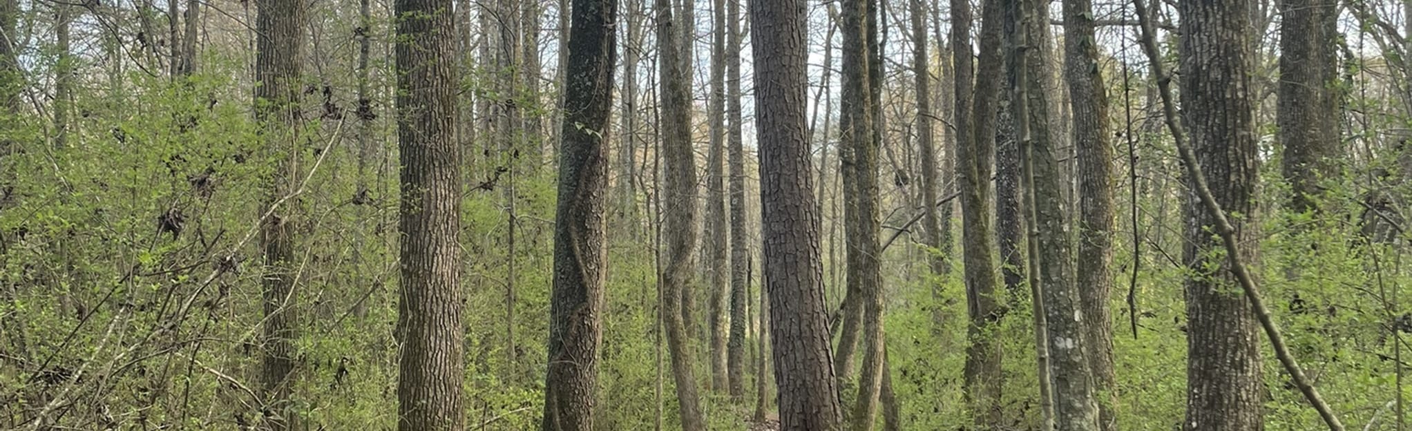 East Athens Park Loop, Georgia - 166 Reviews, Map | AllTrails