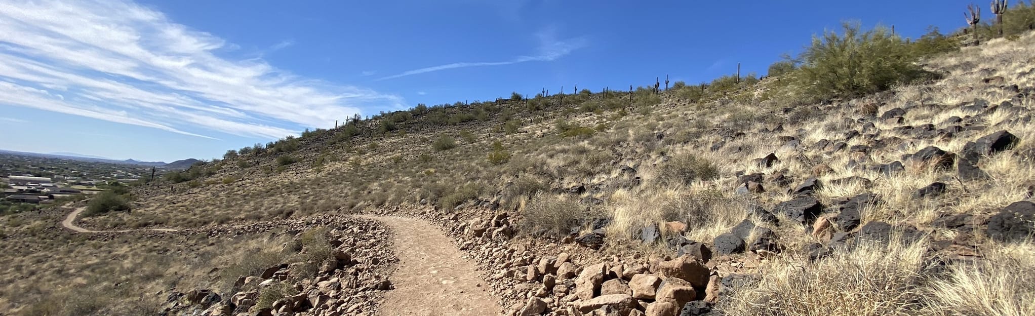 Cholla Loop: 3635 Reviews, Map - Arizona | AllTrails