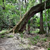 Bulow Woods Hiking Trail, Florida - 210 Reviews, Map | AllTrails