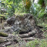 Bulow Woods Hiking Trail, Florida - 210 Reviews, Map | AllTrails