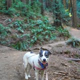 Tres Sendas Trail, California - 276 Reviews, Map | AllTrails