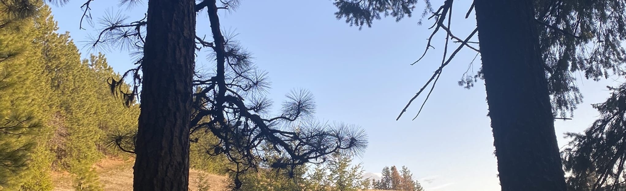 Idler's Rest Nature Preserve: 199 Reviews, Map - Idaho | AllTrails