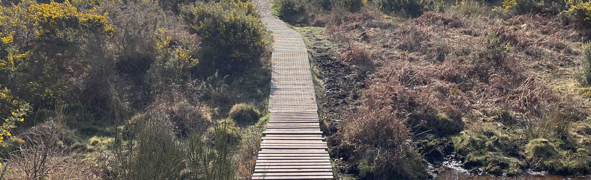 Pamber Forest, Silchester Common and Benyon's Enclosure: 86 foto's ...