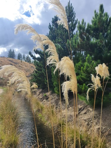 Best Hikes and Trails in Naseby Forest | AllTrails