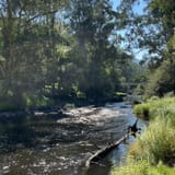 Warburton River Walk, Victoria, Australia - 203 Reviews, Map | AllTrails