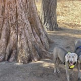 Utah Giant Sequoia Tree, Utah - 92 Reviews, Map | AllTrails