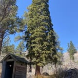 Utah Giant Sequoia Tree, Utah - 92 Reviews, Map | AllTrails