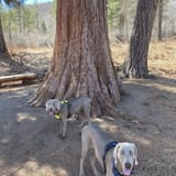 Utah Giant Sequoia Tree, Utah - 92 Reviews, Map | AllTrails