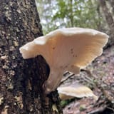 Numantia Falls, New South Wales, Australia - 105 Reviews, Map | AllTrails