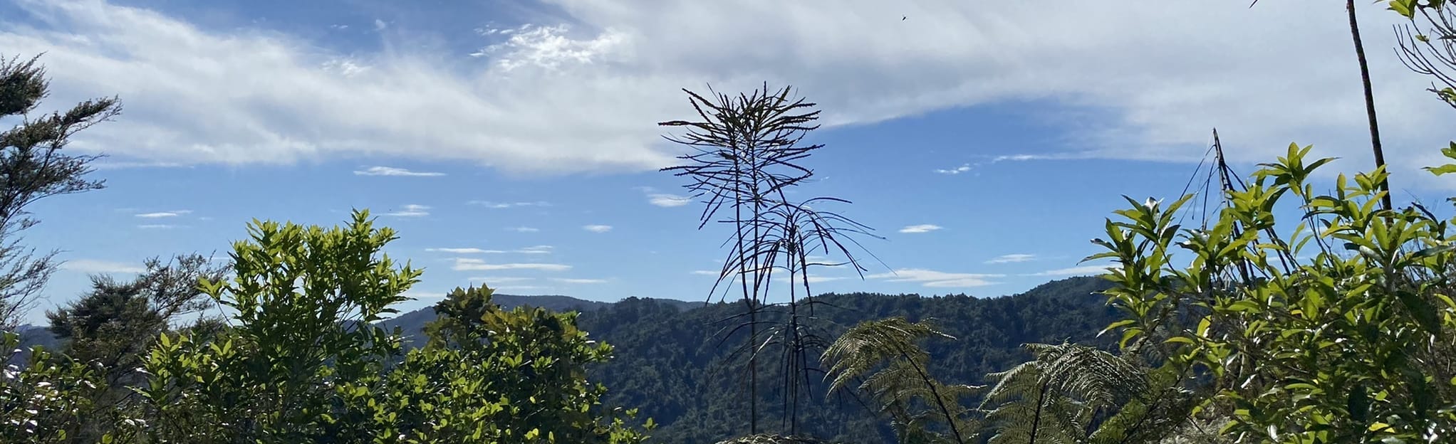 Lower Mangatawhiri Campground to Kohukohunui [CLOSED], Auckland, New ...