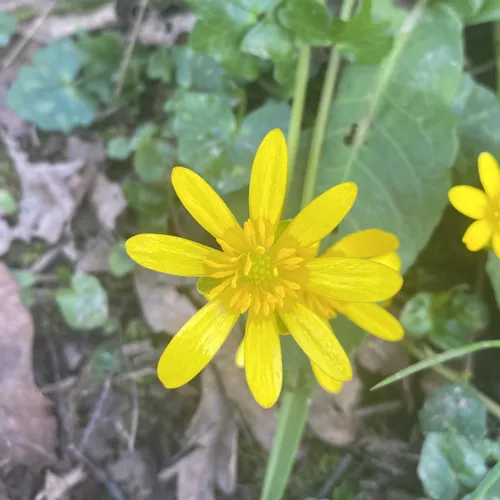 Best Hikes and Trails in Willesley Woods | AllTrails