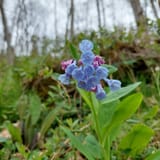 Windolph Landing Preserve Trail, Pennsylvania - 95 Reviews, Map | AllTrails