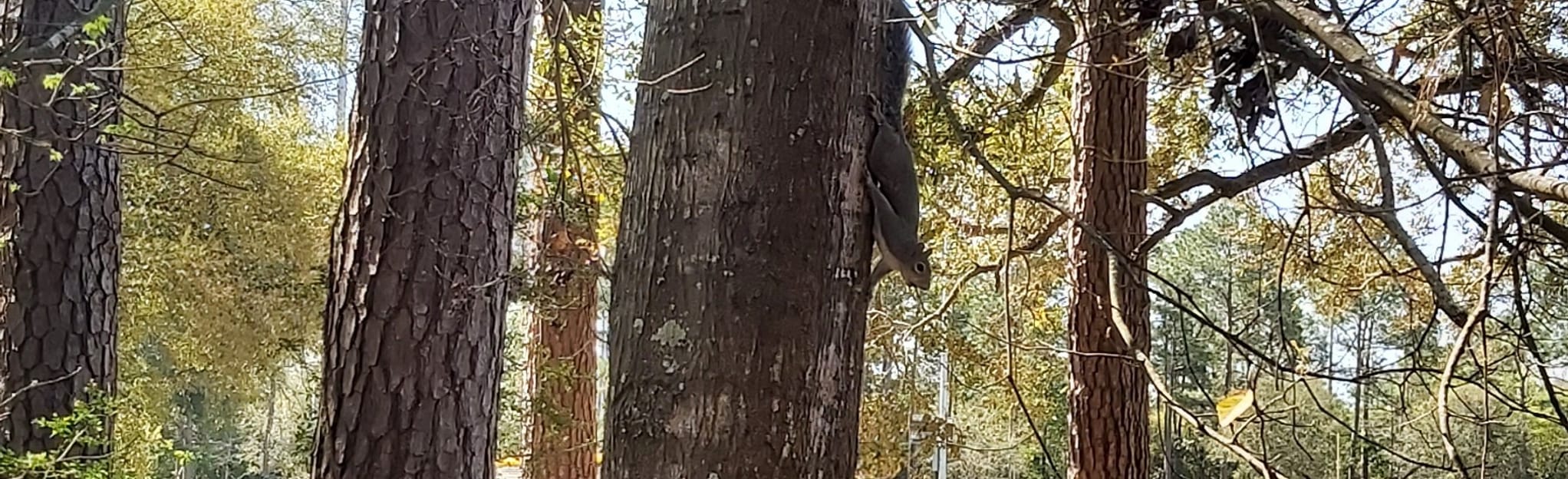 Wooded Trail: 60 foto's - Louisiana | Wandelen - AllTrails