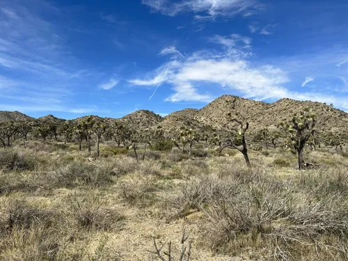 10 Best Trails and Hikes in Yucca Valley | AllTrails