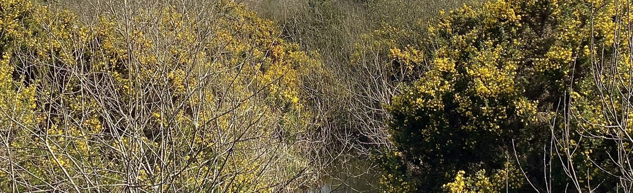 Lough Boora - Finnamore Lakes Route: 3 Reviews, Map - County Offaly ...