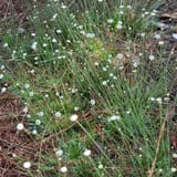 Richloam Wildlife Management Area, Florida - 55 Reviews, Map | AllTrails