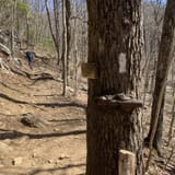 Blue Ridge Gap to Sharp Top, Georgia - 99 Reviews, Map | AllTrails