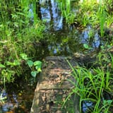 Richloam Wildlife Management Area, Florida - 55 Reviews, Map | AllTrails