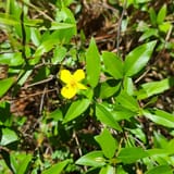 Richloam Wildlife Management Area, Florida - 55 Reviews, Map | AllTrails