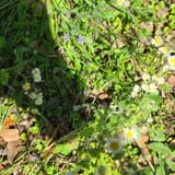 Richloam Wildlife Management Area, Florida - 55 Reviews, Map | AllTrails