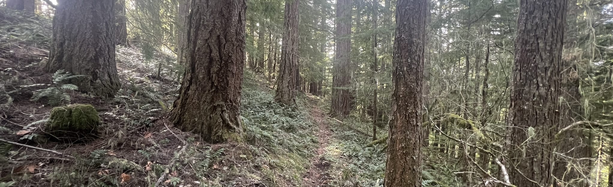 Eugene to Crest Trail #3559 - School Creek Road to Tire Mountain ...