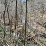 Cohutta Big Frog Mountain Loop, Georgia - 7 Reviews, Map | AllTrails