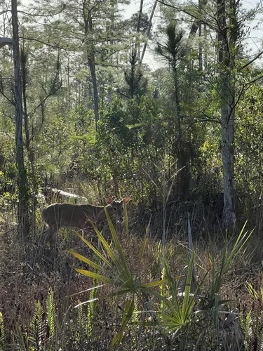 Best Hikes and Trails in Serenity Walk Park | AllTrails