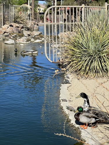 Best Hikes and Trails in Aliante Nature Discovery Park | AllTrails