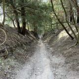 Gomshall Mill and Netley Park Circular, Surrey, England - 219 Reviews ...