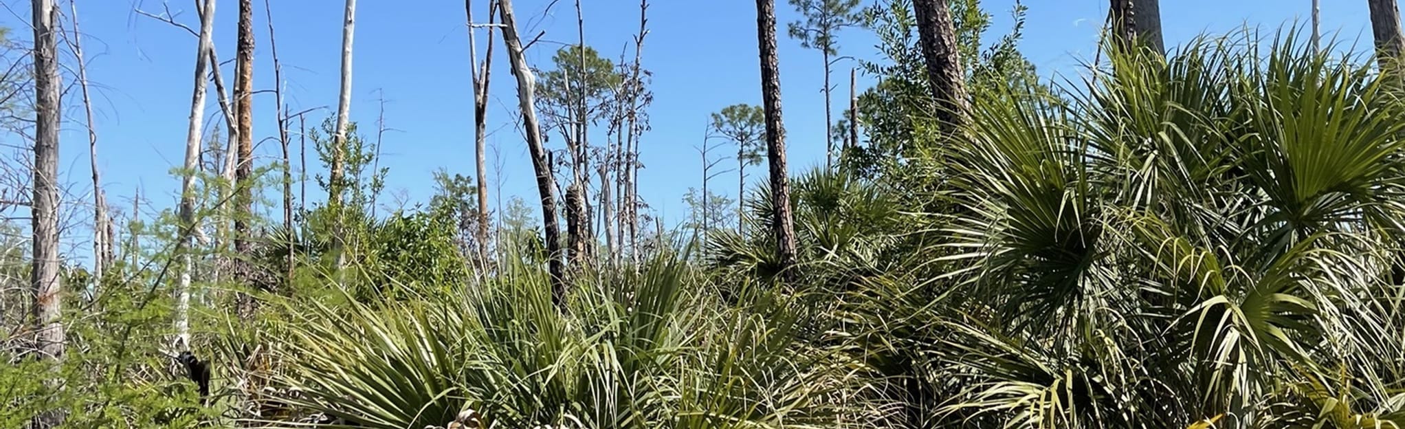 Picayune Strand State Forest Blue Trail - Florida | AllTrails