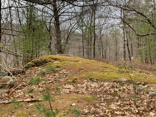 Best Hikes and Trails in Alton Town Forest | AllTrails