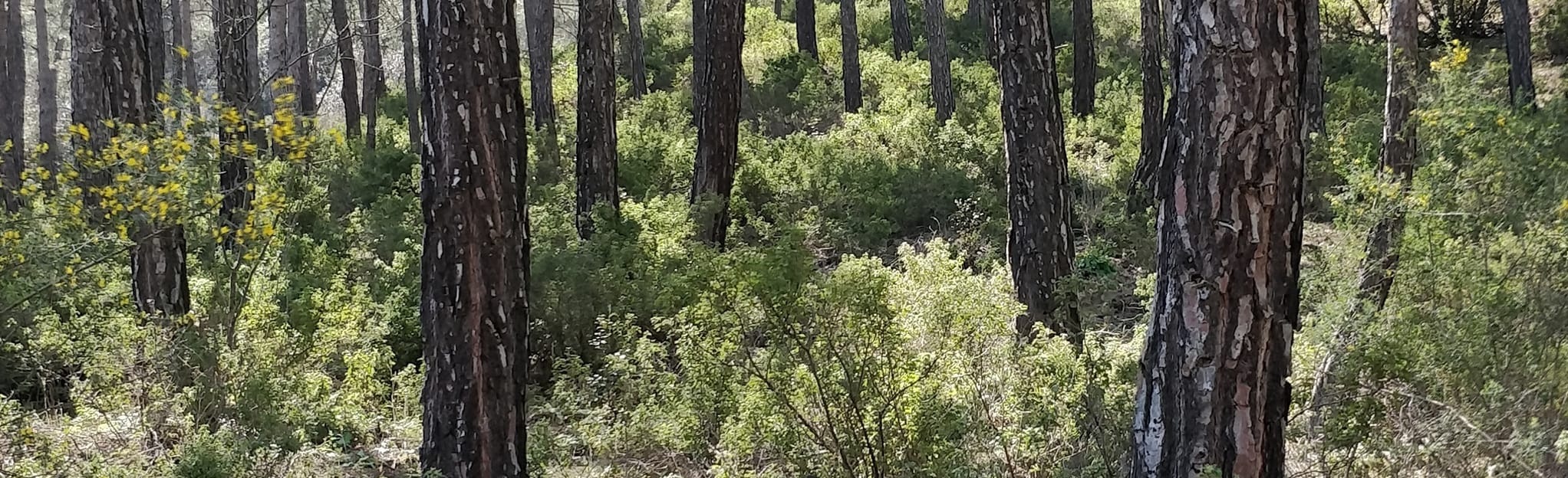 Andreas Macheras Trail, Nicosia, Cyprus - Map, Guide | AllTrails