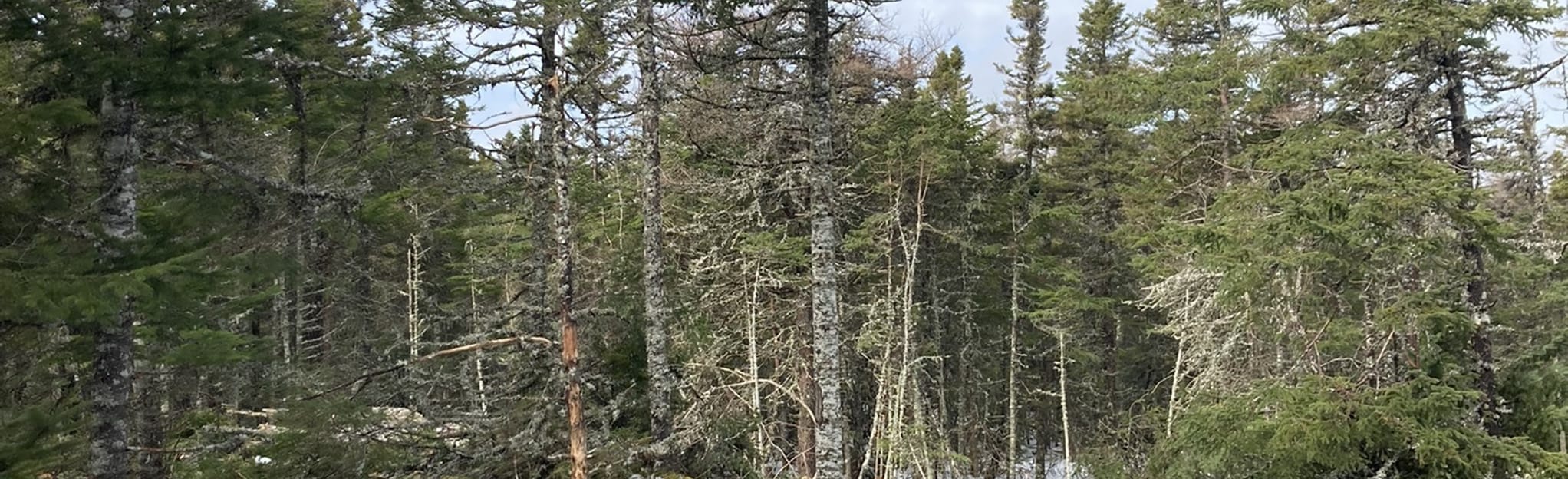 Paddys Pond, Newfoundland and Labrador, Canada - 6 Reviews, Map | AllTrails