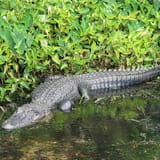 Largo Nature Preserve Loop, Florida - 368 Reviews, Map | AllTrails